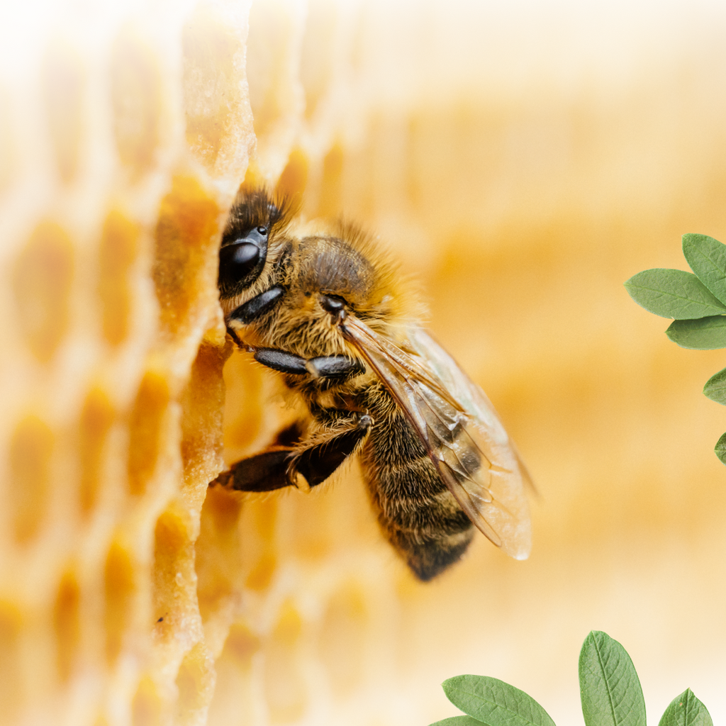 Are the Bees Asleep? Unraveling the Buzz on Bee Slumber